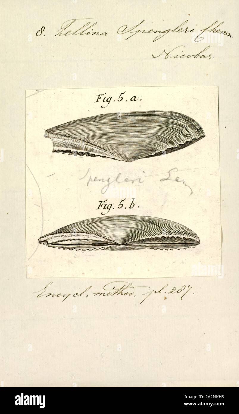 Tellina spengleri -Fotos und -Bildmaterial in hoher Auflösung – Alamy