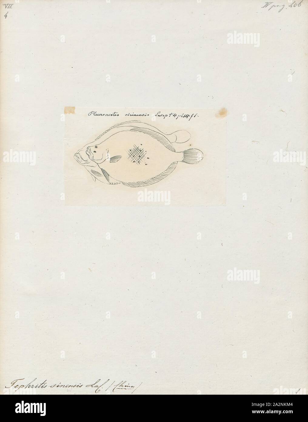 Tephritis sinensis -Fotos und -Bildmaterial in hoher Auflösung – Alamy