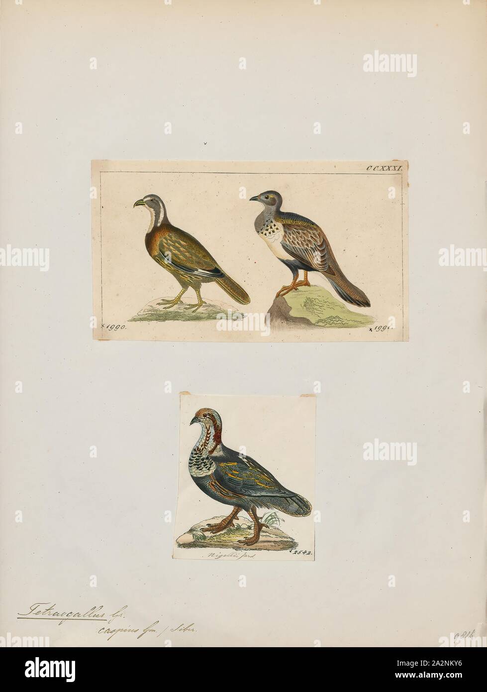 Tetraogallus caspius -Fotos und -Bildmaterial in hoher Auflösung – Alamy