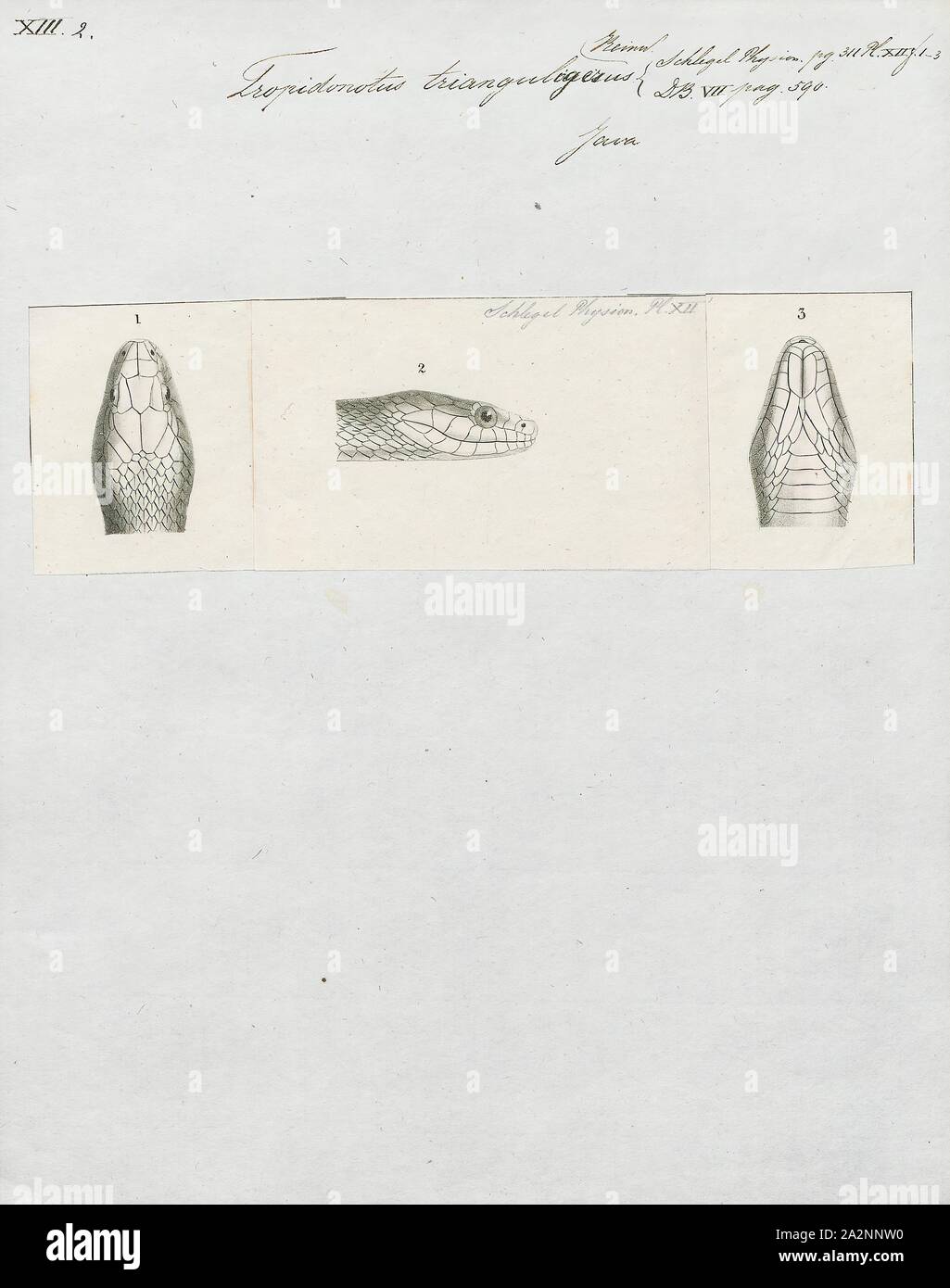 Tropidonotus trianguligerus -Fotos und -Bildmaterial in hoher Auflösung ...