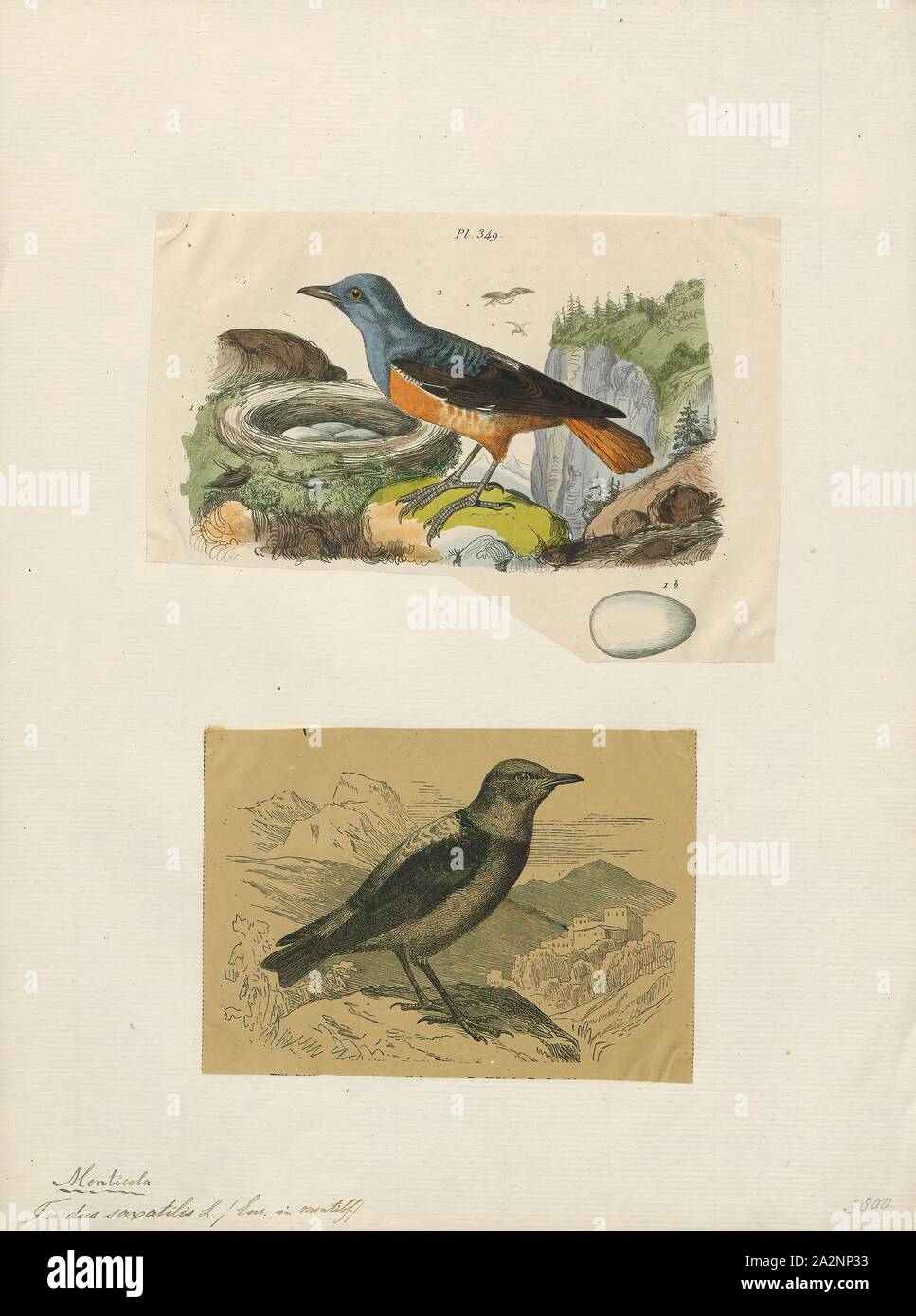 Turdidae gattung -Fotos und -Bildmaterial in hoher Auflösung – Alamy