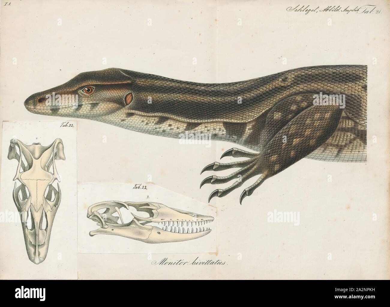 Varanus bivittatus -Fotos und -Bildmaterial in hoher Auflösung – Alamy