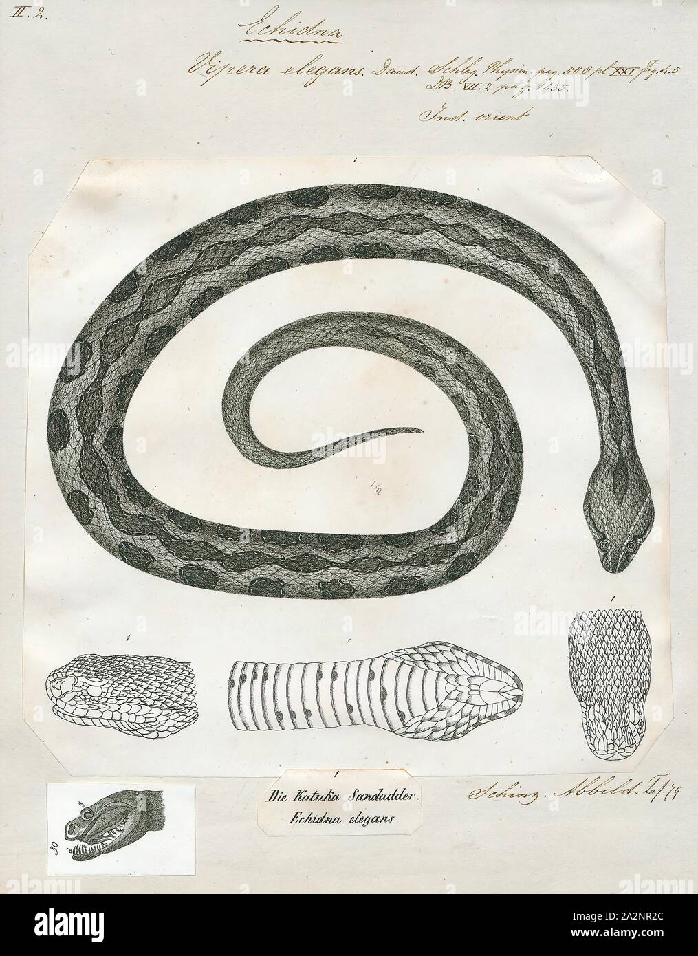 Russell Viper Stockfotos und -bilder Kaufen - Alamy