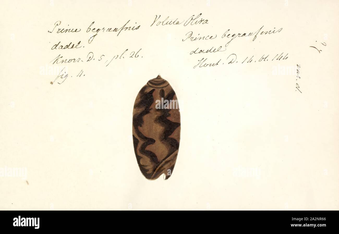Voluta oliva -Fotos und -Bildmaterial in hoher Auflösung – Alamy