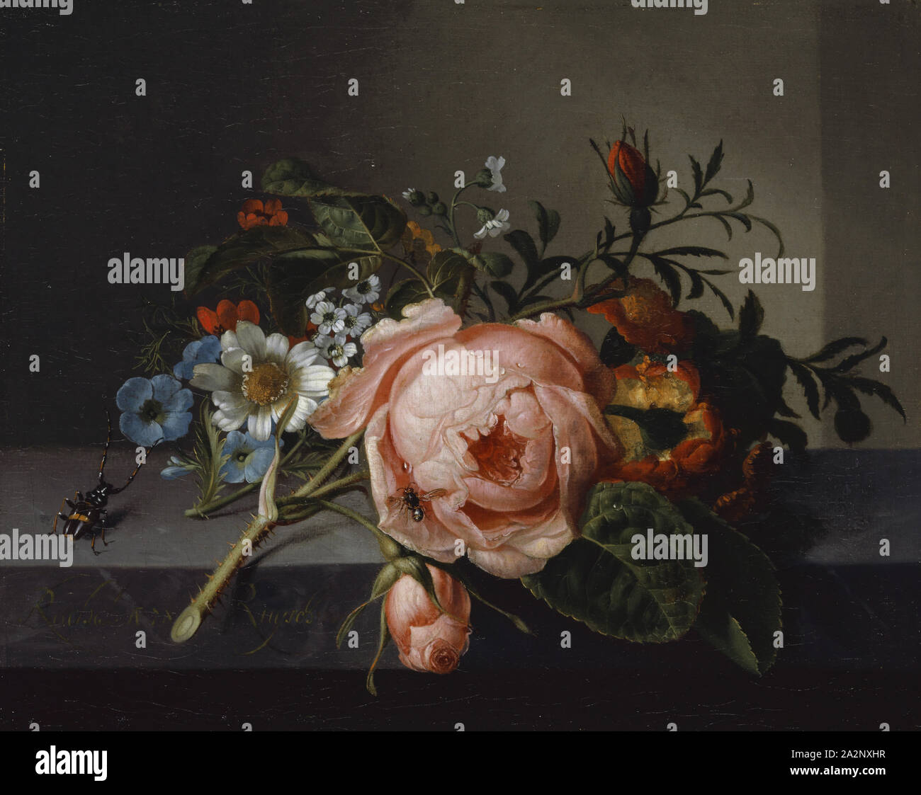 78 ruysch -Fotos und -Bildmaterial in hoher Auflösung – Alamy