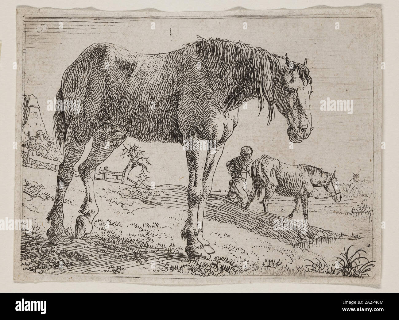 Stehendes pferd nach rechts -Fotos und -Bildmaterial in hoher Auflösung ...