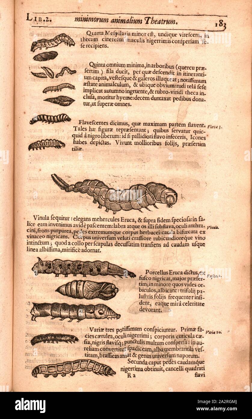 2 raupen -Fotos und -Bildmaterial in hoher Auflösung – Alamy