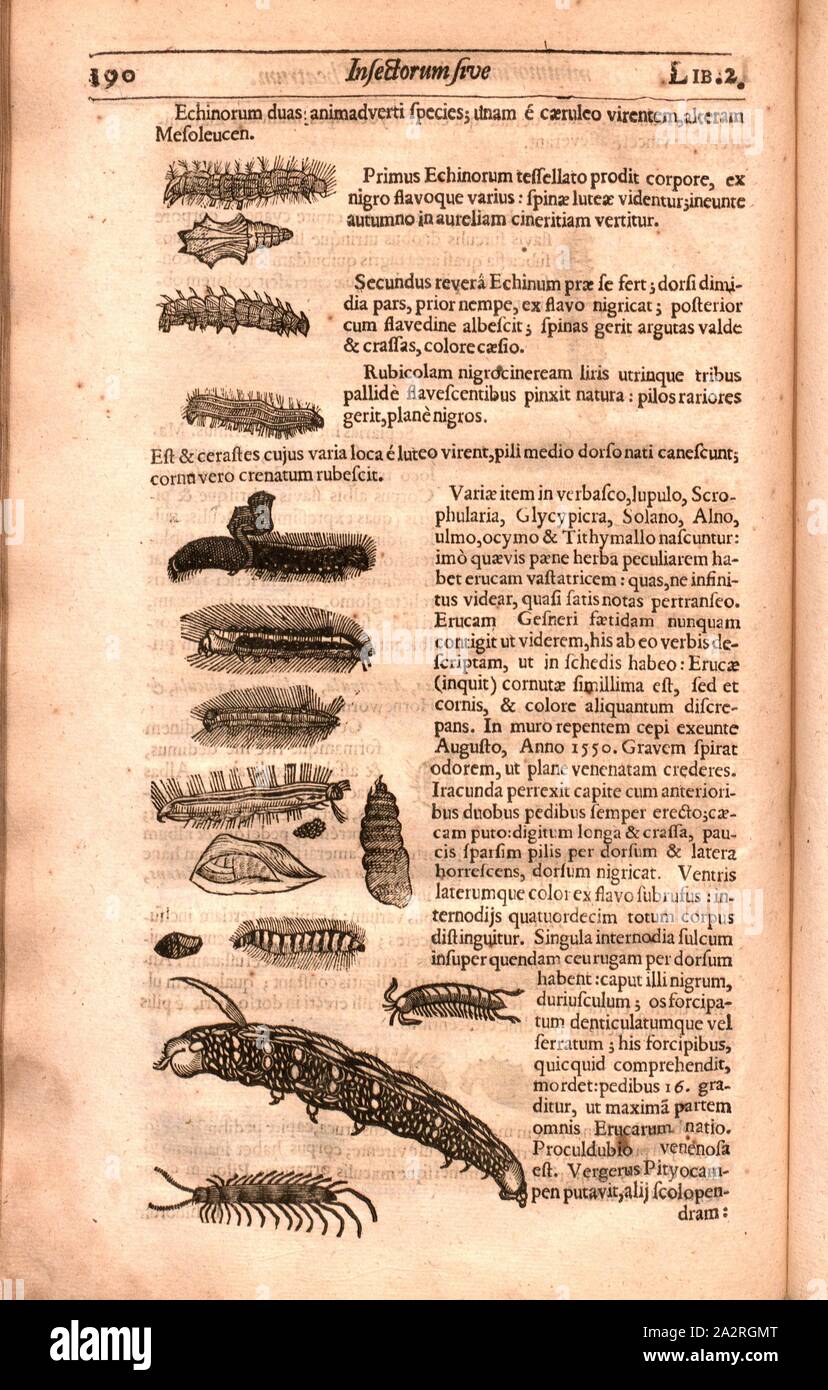 Haarige raupen -Fotos und -Bildmaterial in hoher Auflösung – Alamy