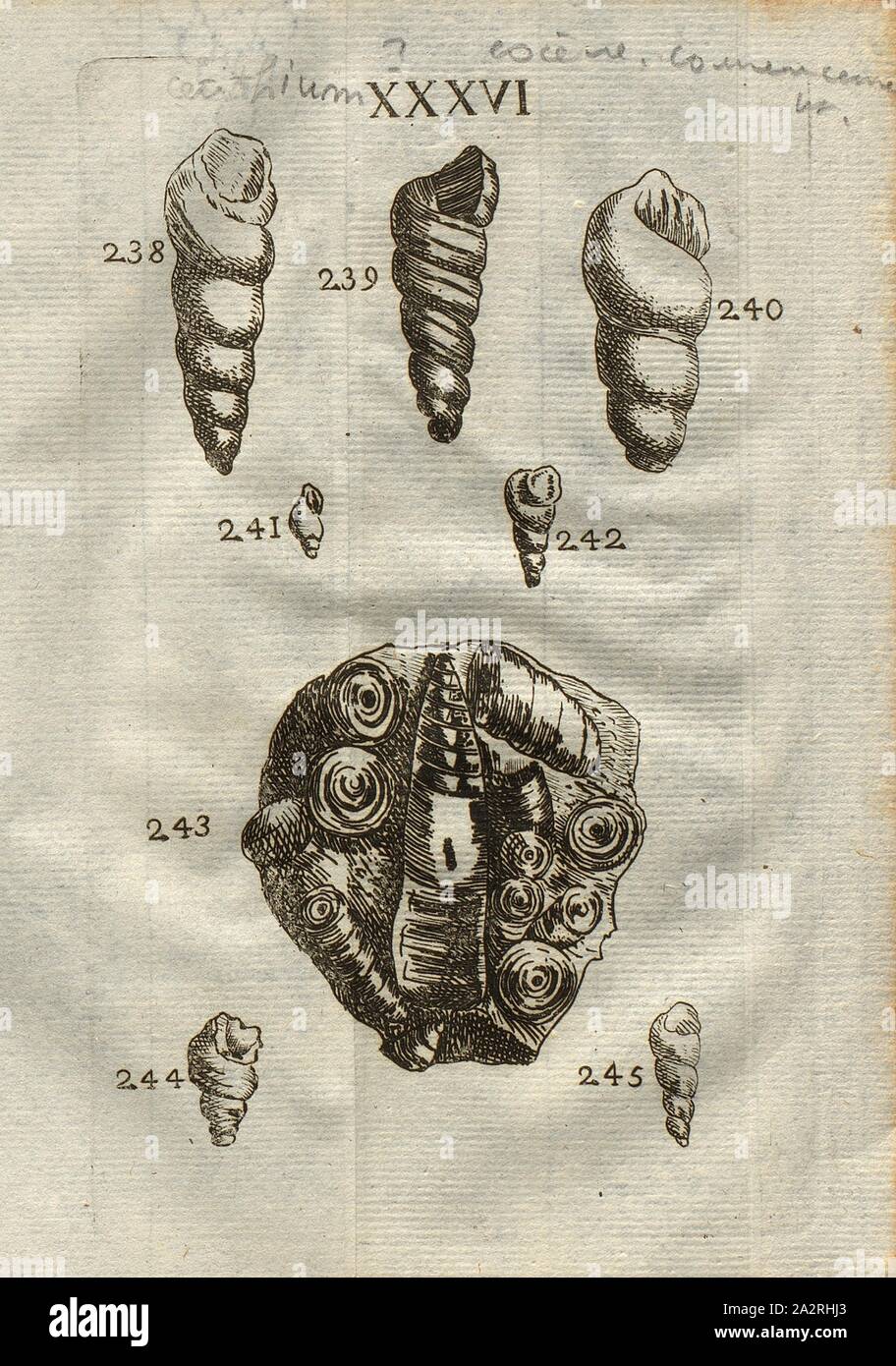 Petits cornets de mer -Fotos und -Bildmaterial in hoher Auflösung – Alamy