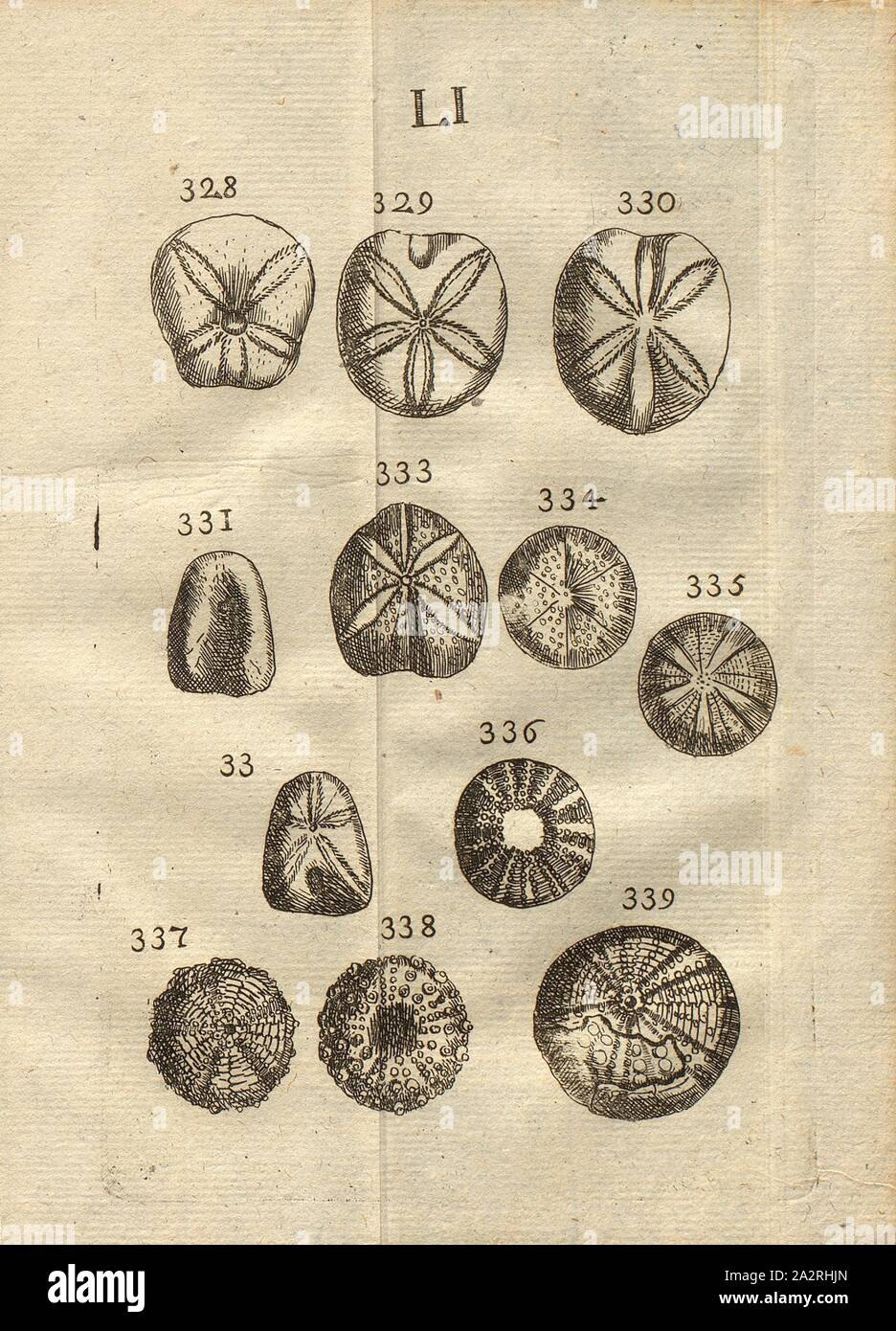 Echinite ou herisson de mer -Fotos und -Bildmaterial in hoher Auflösung ...