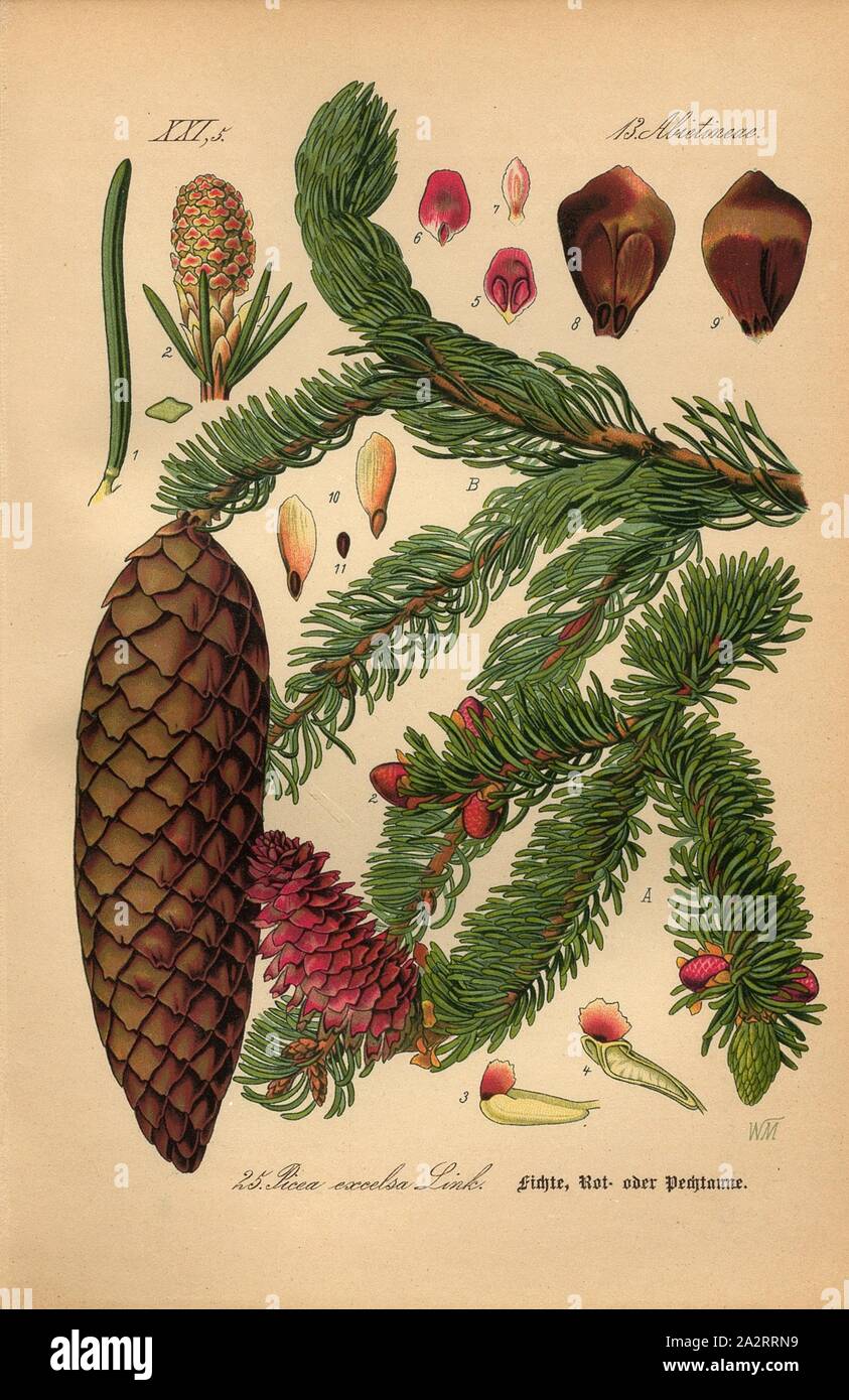 Picea excelsa link fichte -Fotos und -Bildmaterial in hoher Auflösung ...