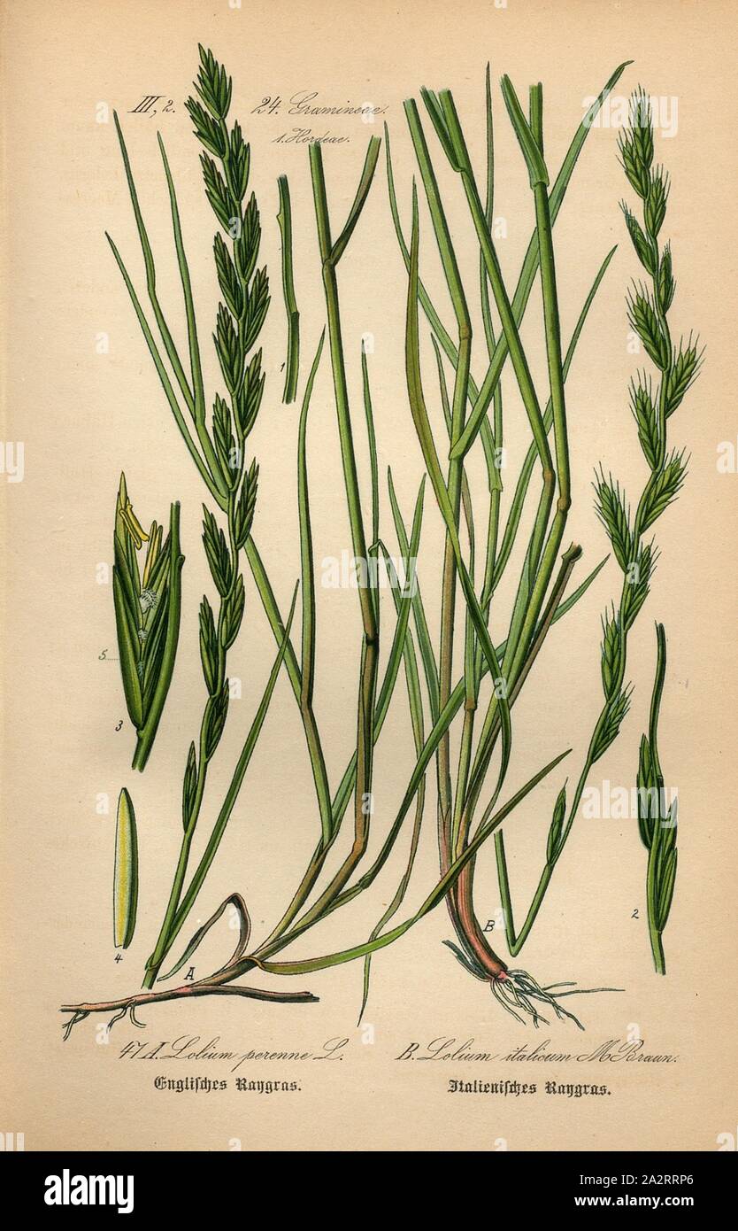 Englisches weidelgras -Fotos und -Bildmaterial in hoher Auflösung – Alamy