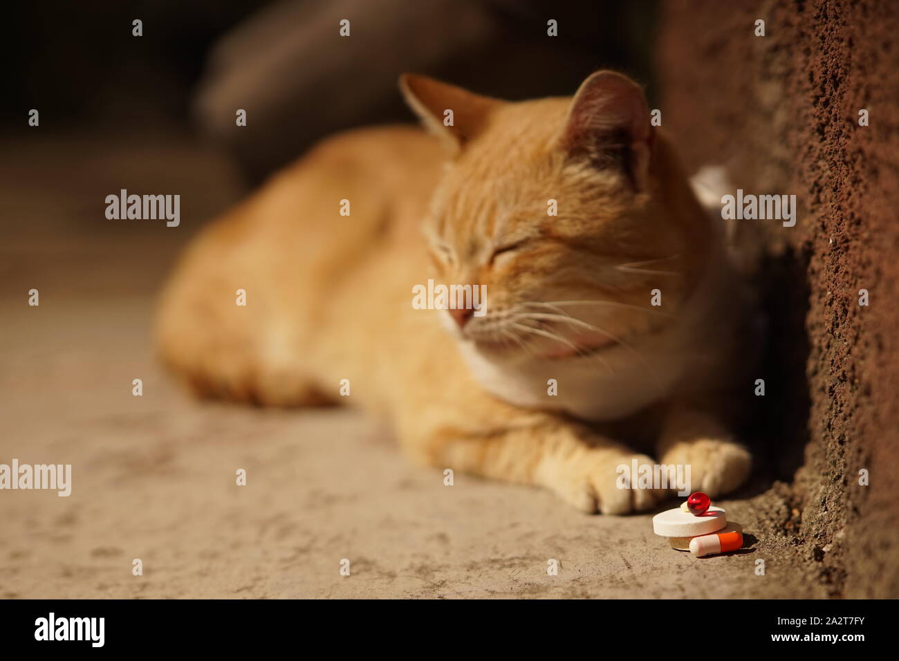 Katze mit einem abszess -Fotos und -Bildmaterial in hoher Auflösung – Alamy