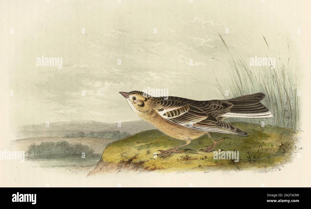 Schmiede lerchen ammer -Fotos und -Bildmaterial in hoher Auflösung – Alamy