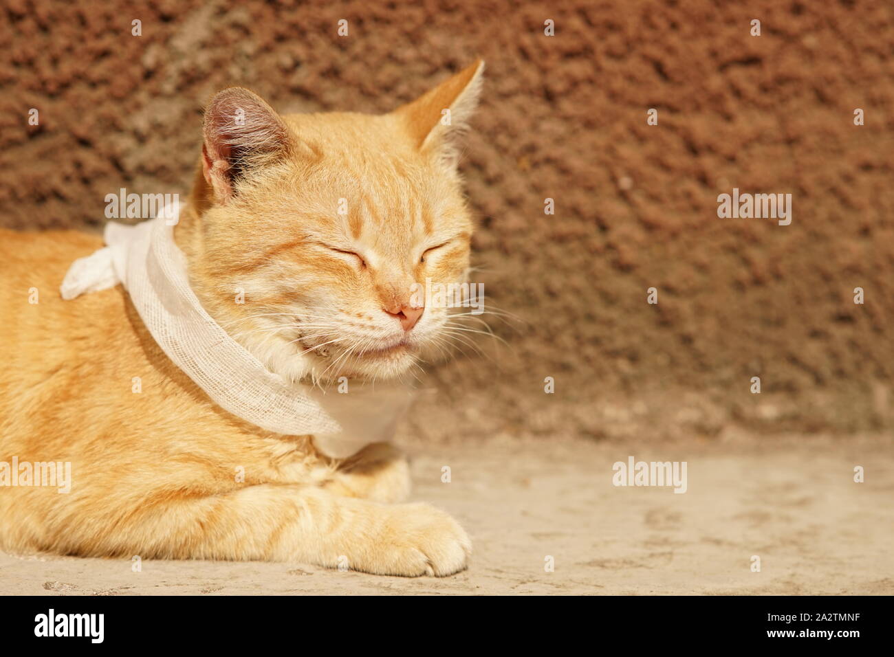 Katze mit einem abszess -Fotos und -Bildmaterial in hoher Auflösung – Alamy