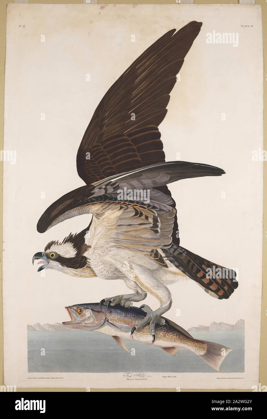 Vulgo schwacher fisch -Fotos und -Bildmaterial in hoher Auflösung – Alamy