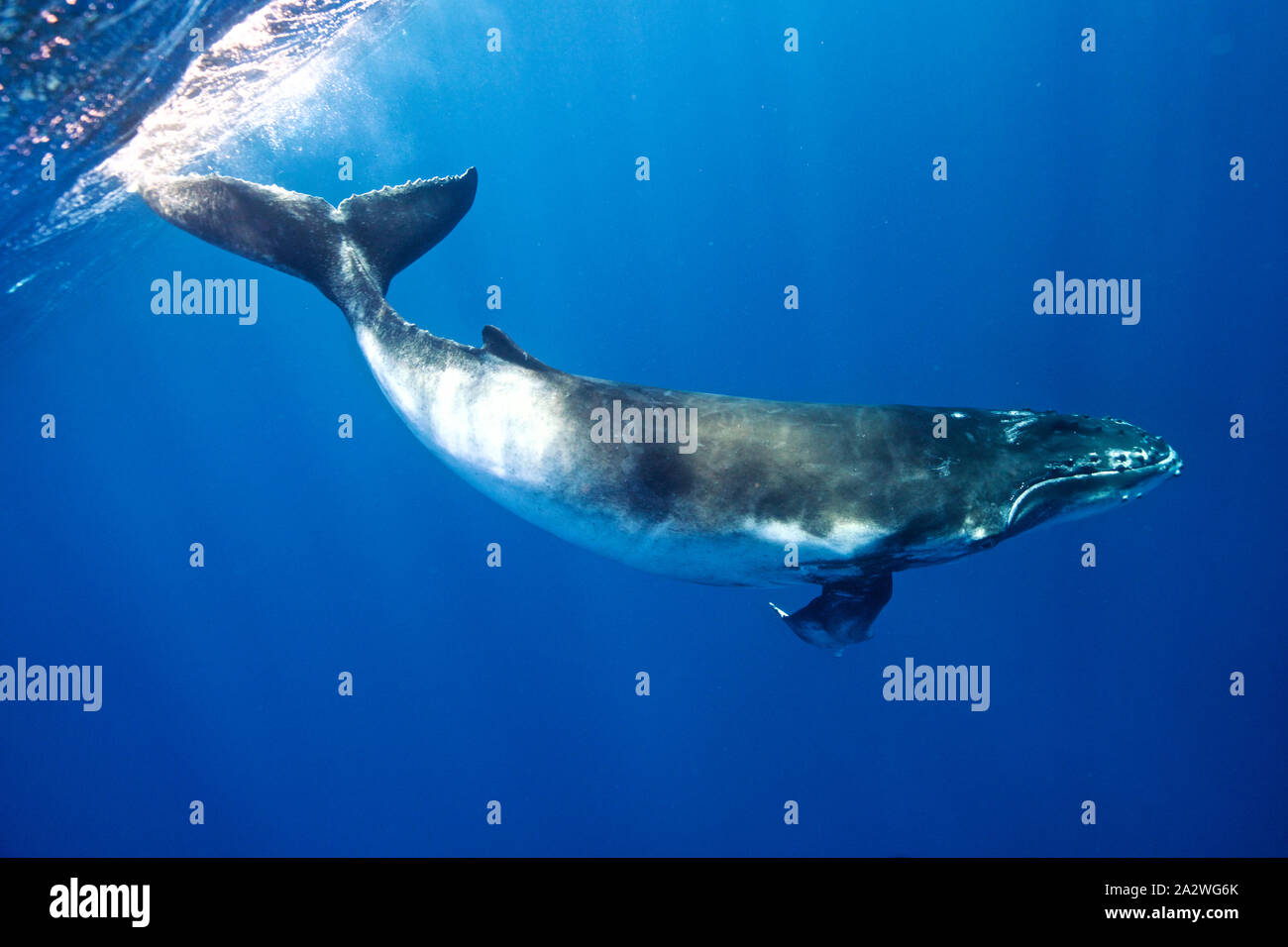 Baby buckelwal -Fotos und -Bildmaterial in hoher Auflösung – Alamy