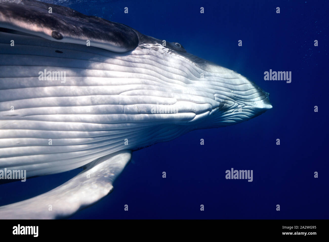 Niedliche walikone -Fotos und -Bildmaterial in hoher Auflösung – Alamy