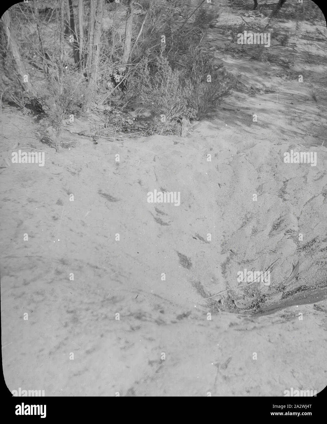 Mallee hens mound -Fotos und -Bildmaterial in hoher Auflösung – Alamy