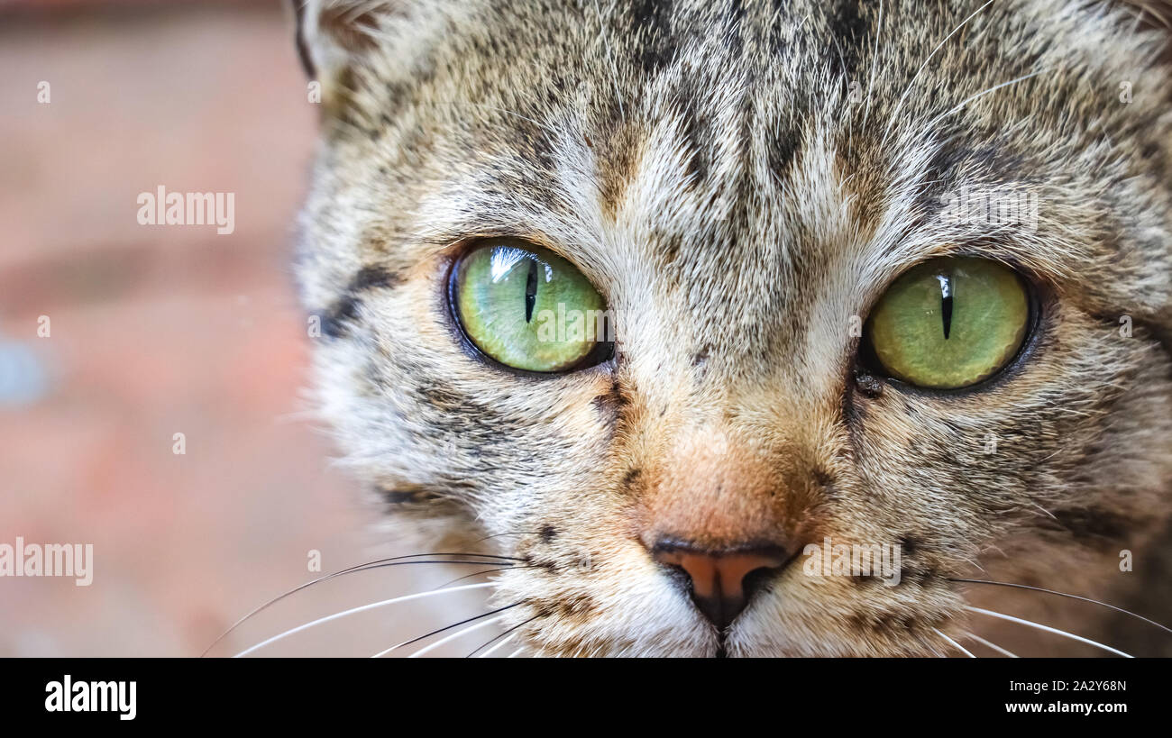 Augen weit geschossen -Fotos und -Bildmaterial in hoher Auflösung – Alamy