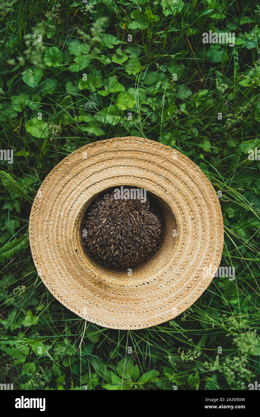 Igel im wald -Fotos und -Bildmaterial in hoher Auflösung – Alamy