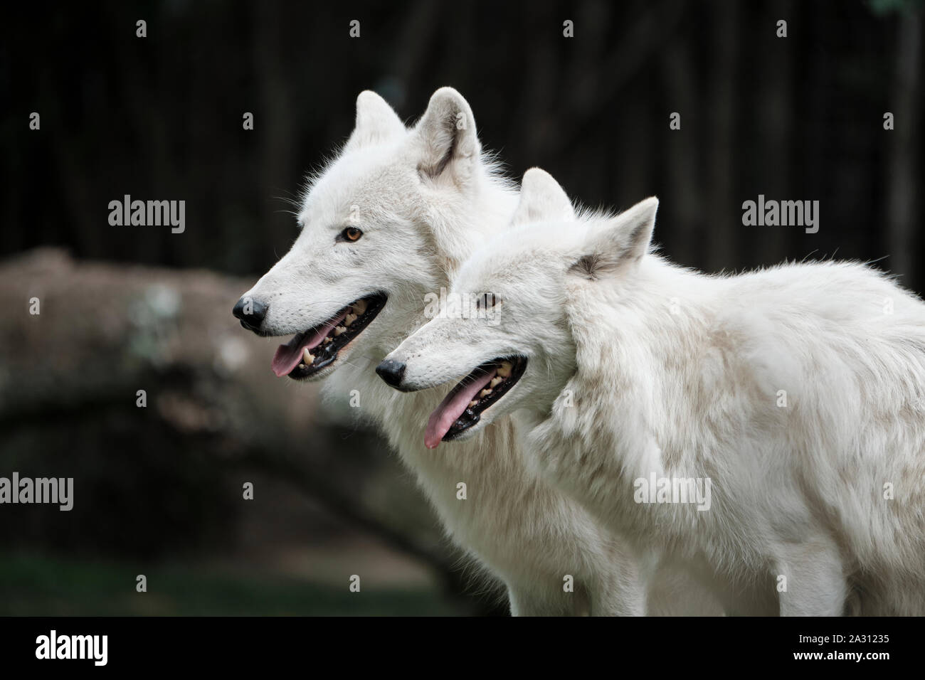 Young wolves -Fotos und -Bildmaterial in hoher Auflösung – Alamy