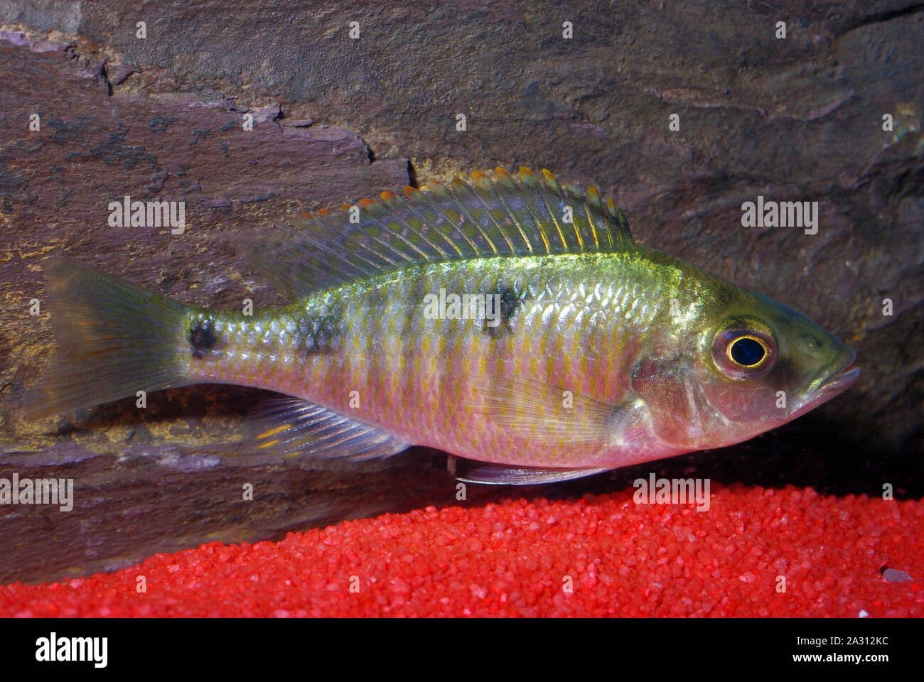 Haplochromis sp -Fotos und -Bildmaterial in hoher Auflösung – Alamy