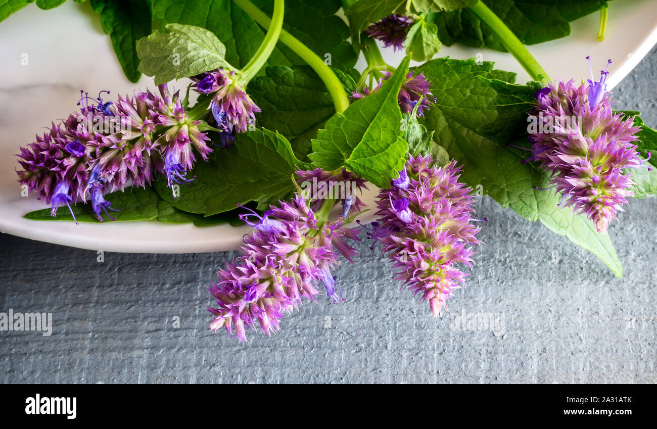 Lophanthus anisatus -Fotos und -Bildmaterial in hoher Auflösung – Alamy