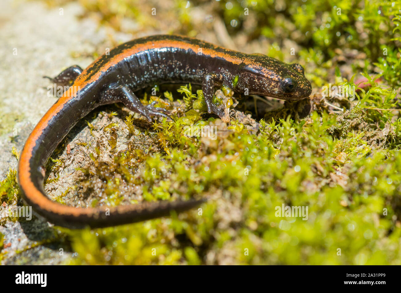 Golden gestreifter salamander -Fotos und -Bildmaterial in hoher ...