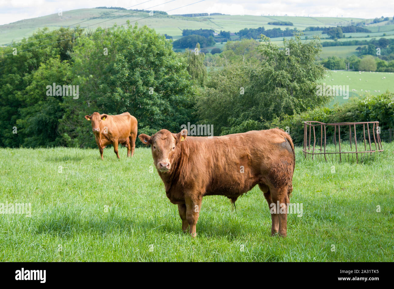 Rinder, die schottland weiden lassen -Fotos und -Bildmaterial in hoher ...