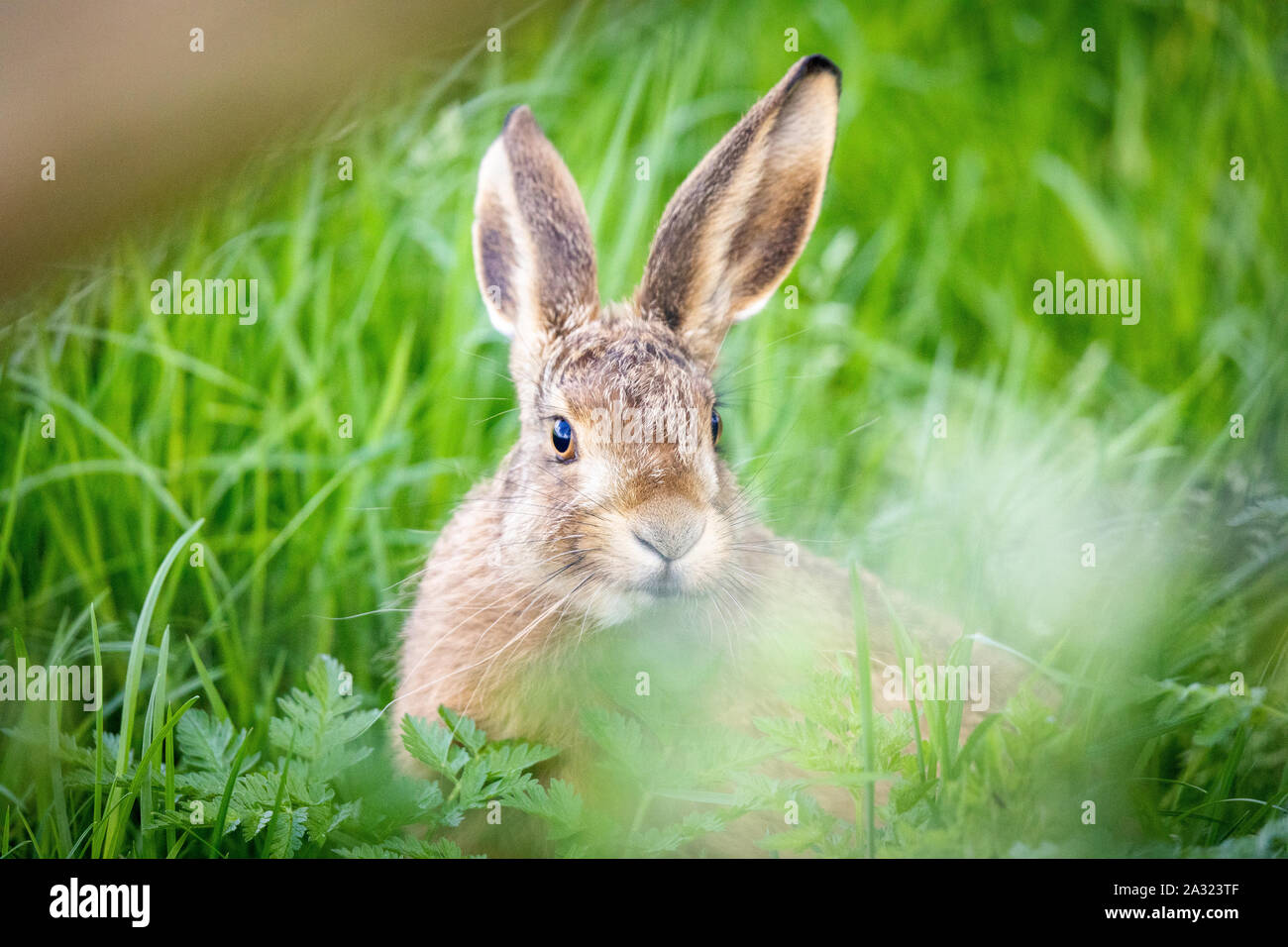 Brauner Hase Lepus Europaeus Stockfotos und -bilder Kaufen - Alamy