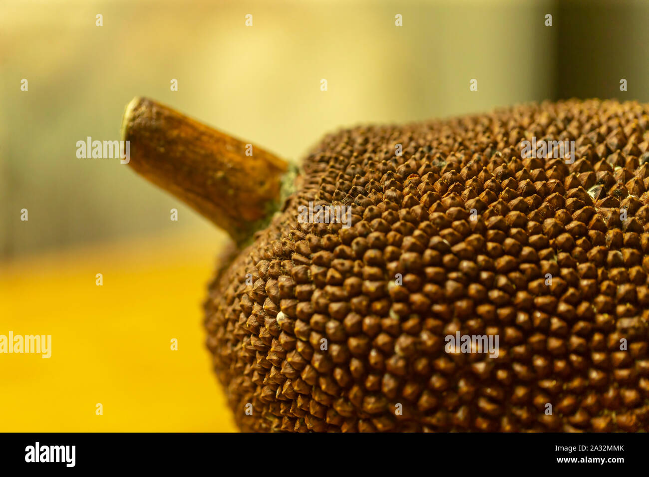 Die jackfrucht (artocarpus Heterophyllus), ist die Nationalfrucht von ...