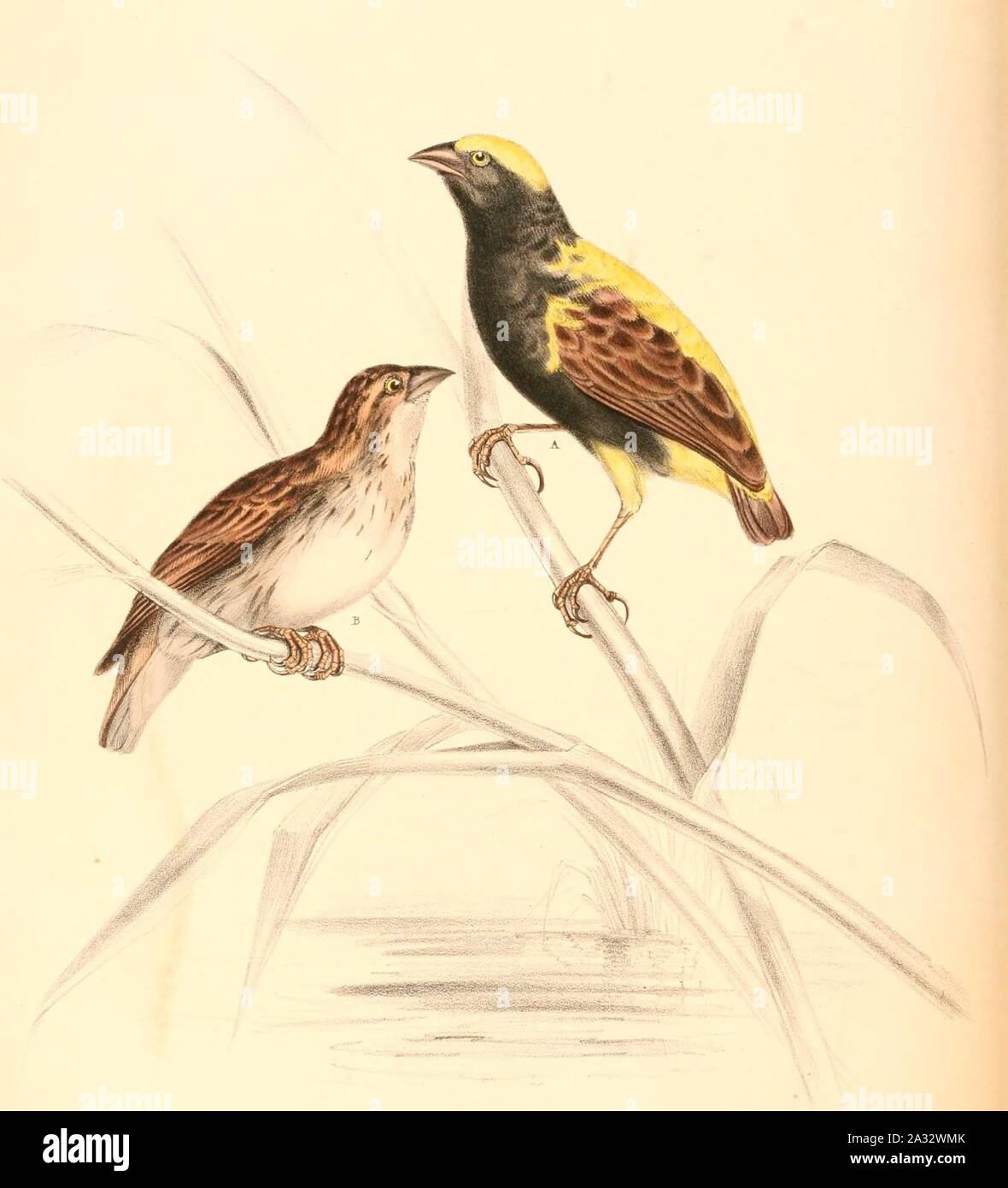 Euplectes afer -Fotos und -Bildmaterial in hoher Auflösung – Alamy