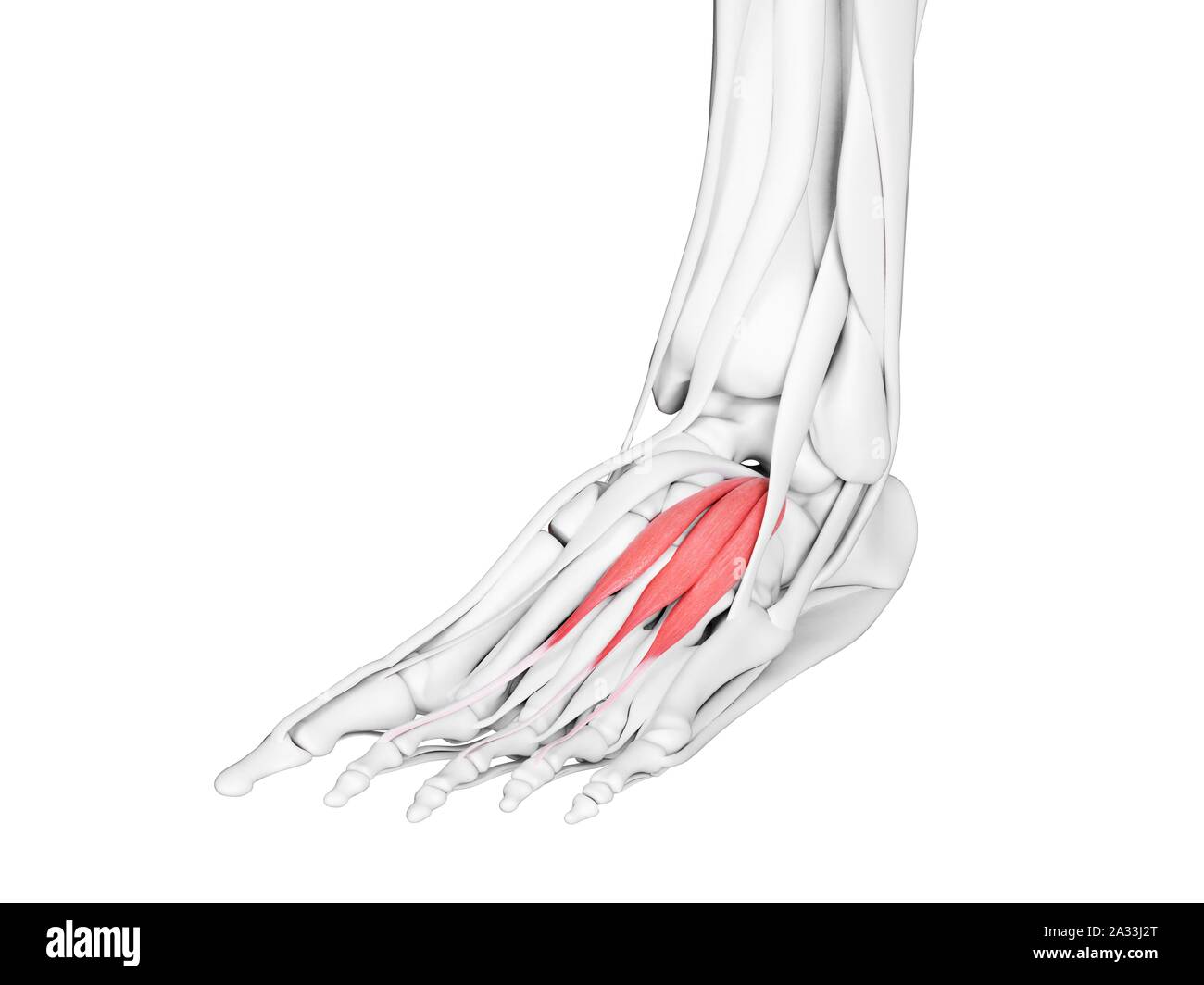 Musculus extensor digitorum brevis -Fotos und -Bildmaterial in hoher ...