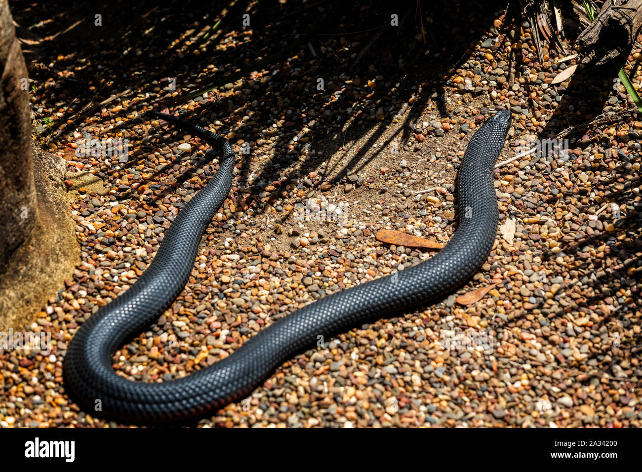 Red belly black snake -Fotos und -Bildmaterial in hoher Auflösung – Alamy