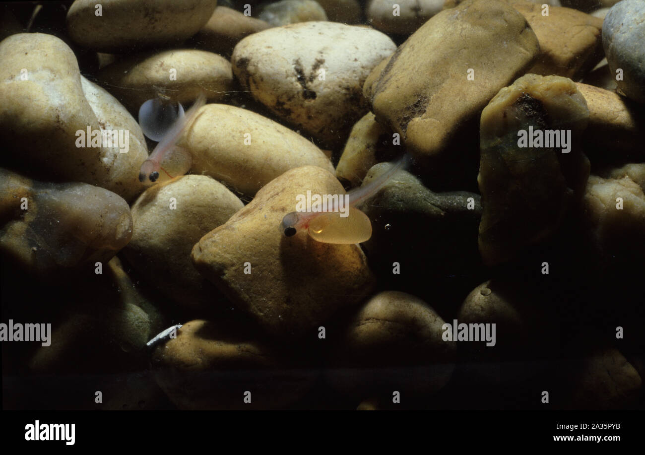 Fischei sack -Fotos und -Bildmaterial in hoher Auflösung – Alamy