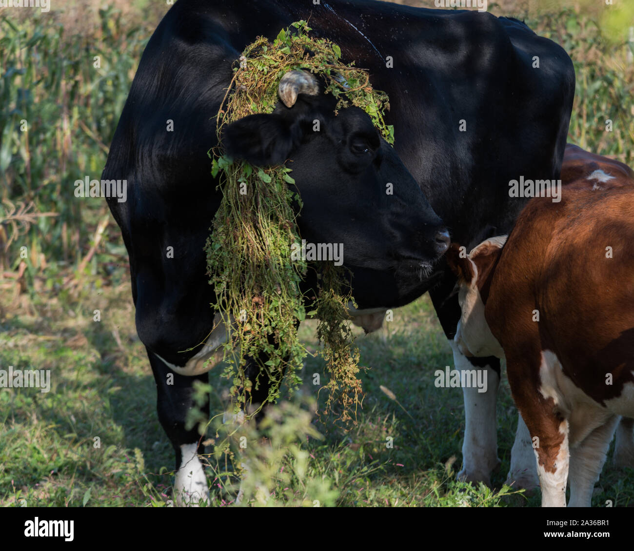 Angus stier -Fotos und -Bildmaterial in hoher Auflösung – Alamy