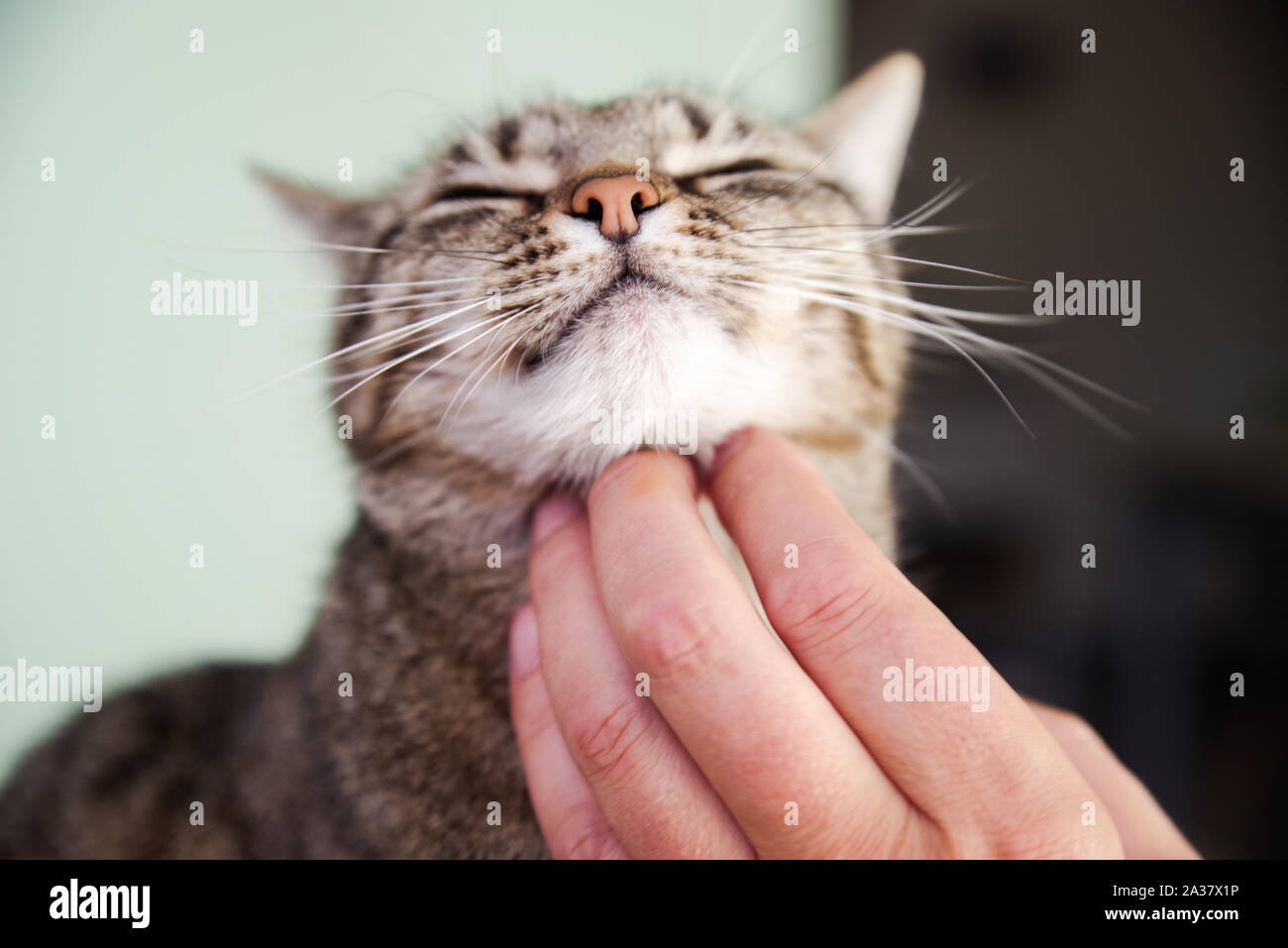 Kinn kratzen -Fotos und -Bildmaterial in hoher Auflösung – Alamy