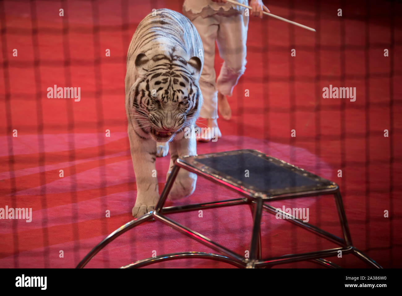 Circus Tiger Stockfotos & Circus Tiger Bilder - Alamy