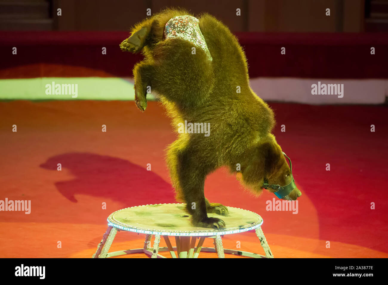 Tiere im Zirkus Stockfotografie - Alamy