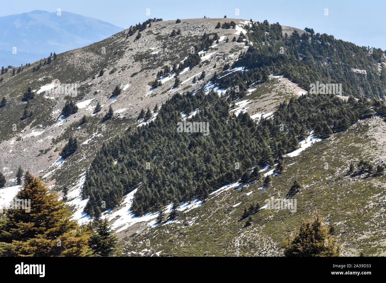 Cedrus atlantica algerie -Fotos und -Bildmaterial in hoher Auflösung ...