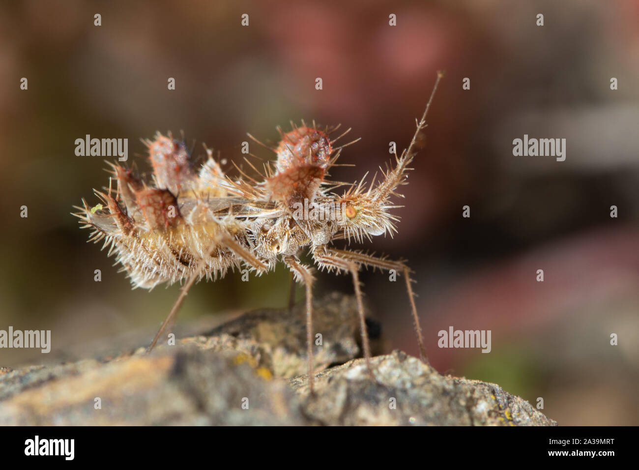 Goldenes ei bug -Fotos und -Bildmaterial in hoher Auflösung – Alamy