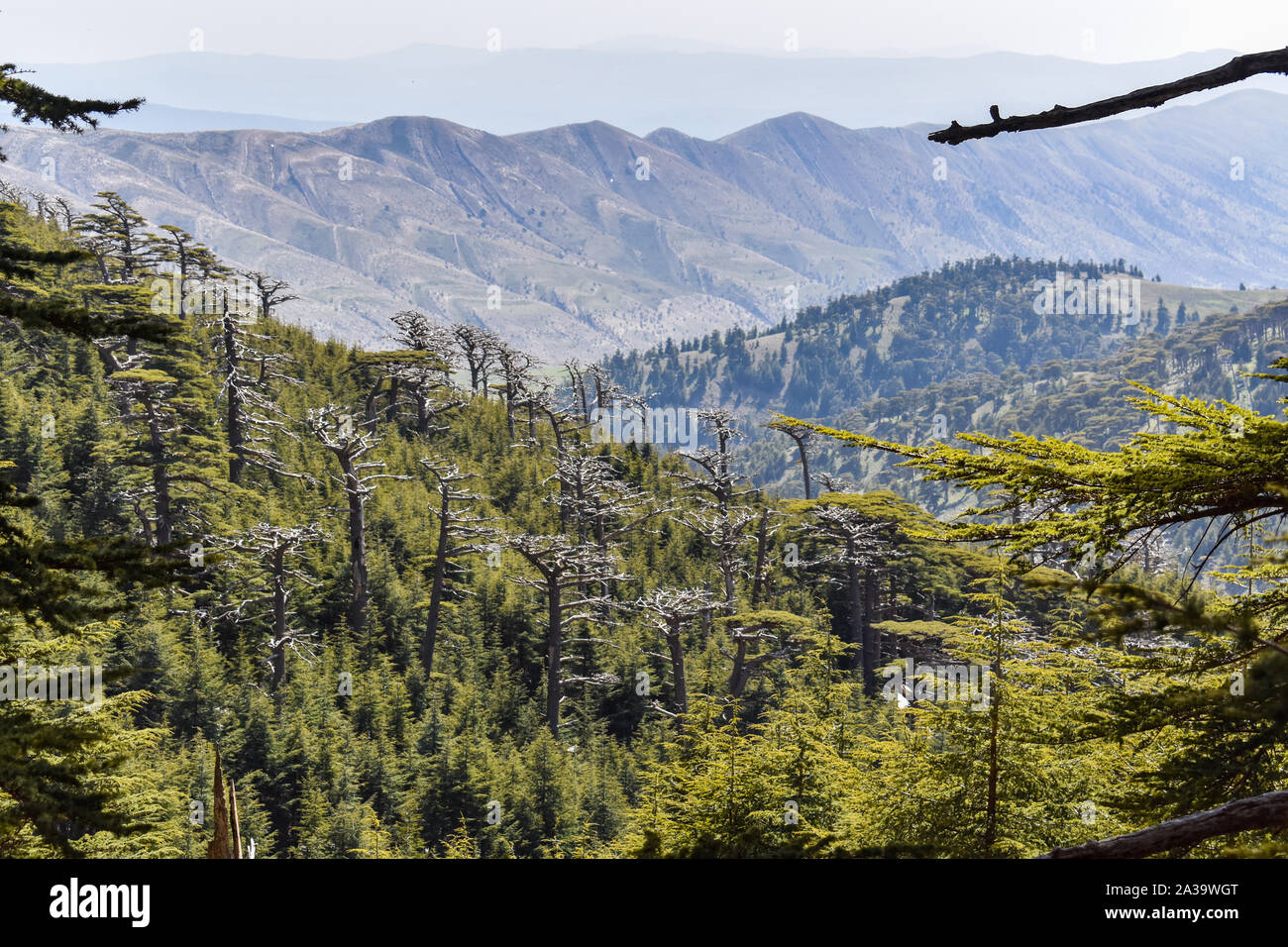 Atlas Zeder Wald in Mount Chelia im aures Berge in Algerien ...