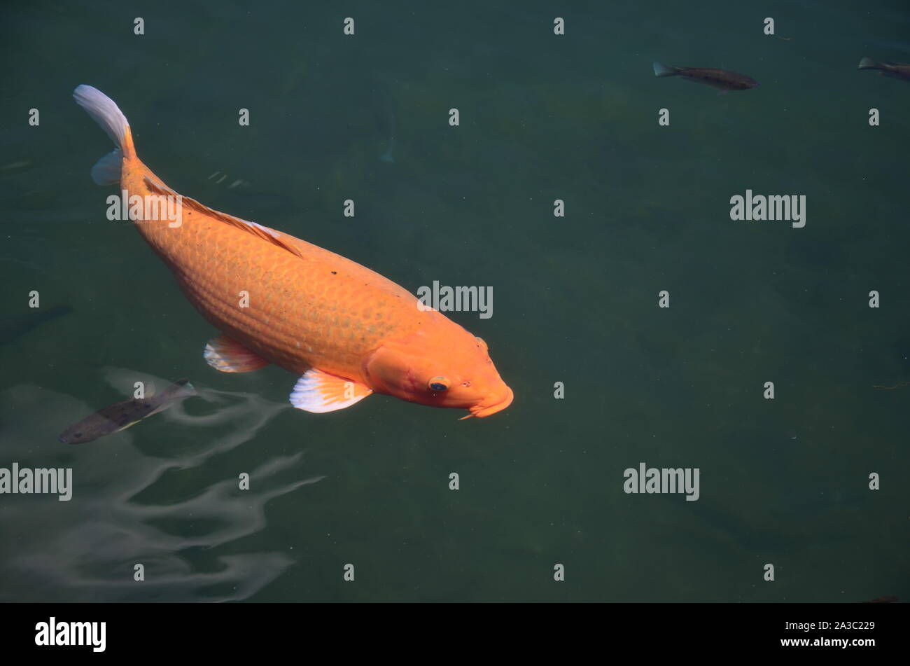 Orange fische -Fotos und -Bildmaterial in hoher Auflösung – Alamy