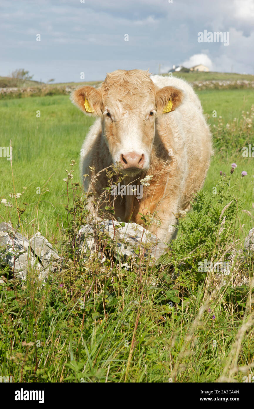Charolais rinder irland -Fotos und -Bildmaterial in hoher Auflösung – Alamy