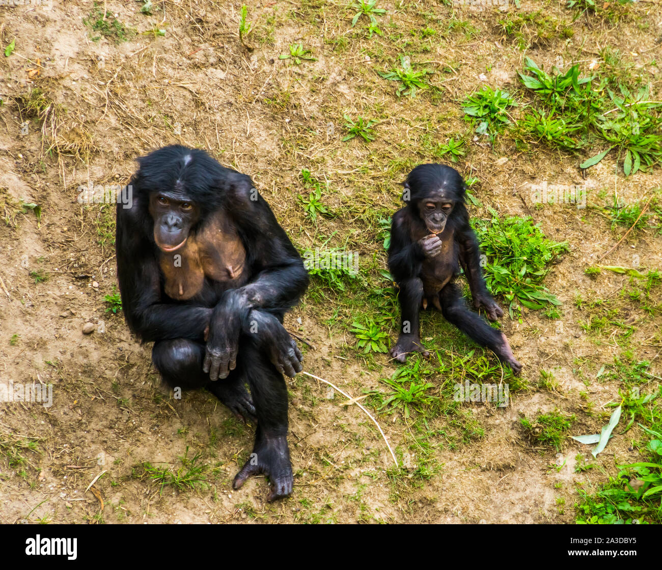 Bonobo mother and young -Fotos und -Bildmaterial in hoher Auflösung – Alamy