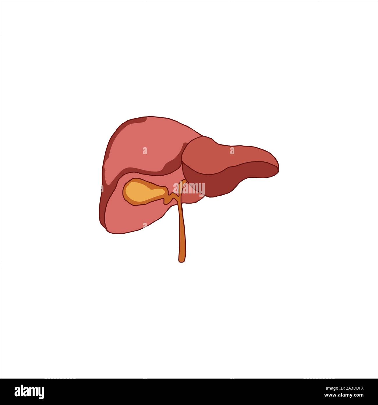 Vektor Leber Symbol Flachbild-Logo, menschliche Gesundheit Krankheit ...