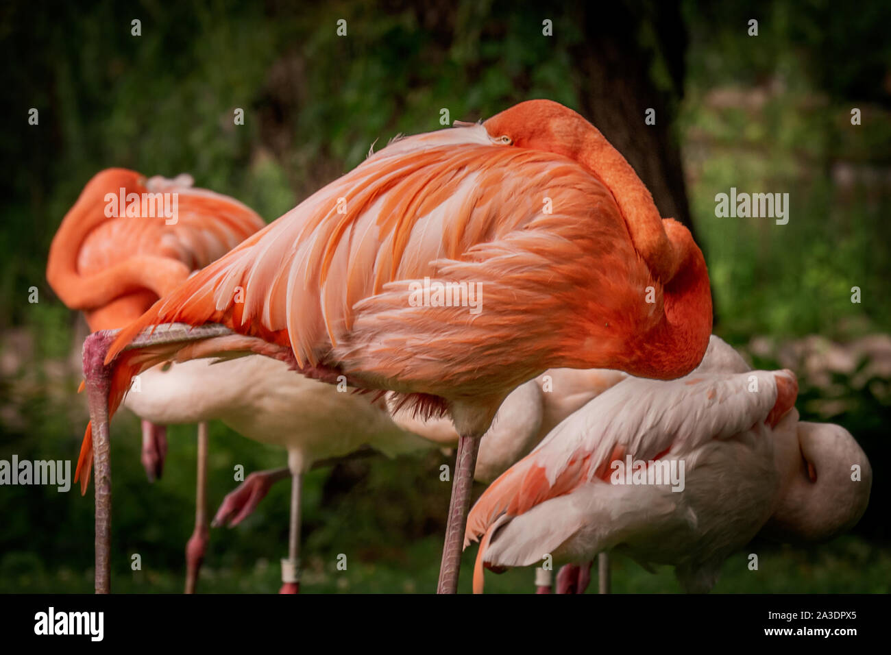 Flamingo sleeping -Fotos und -Bildmaterial in hoher Auflösung – Alamy