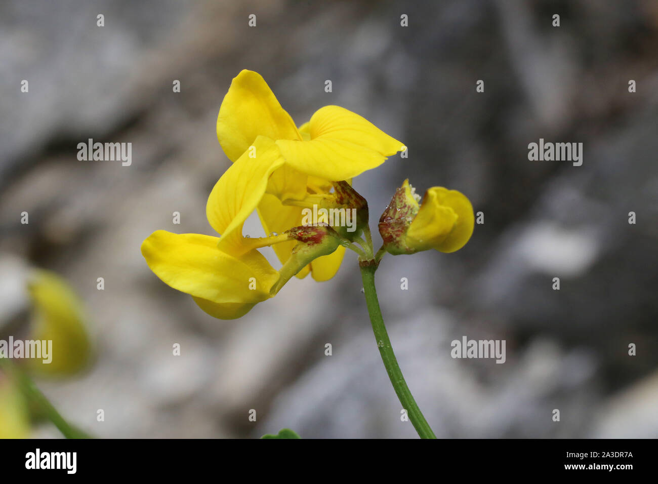 Hippocrepis Emerus Stockfotos und -bilder Kaufen - Alamy