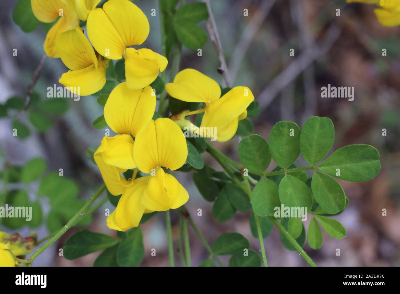 Hippocrepis Emerus Stockfotos und -bilder Kaufen - Alamy